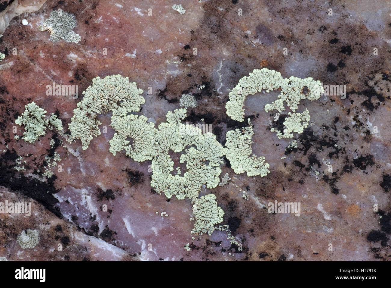 Crustose Lichen on Rock Stock Photo - Alamy