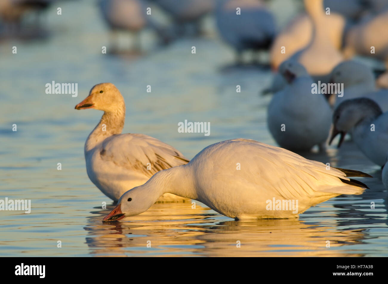 Snow Geese roosting in a marsh at the end of the day. Boque del Apache ...