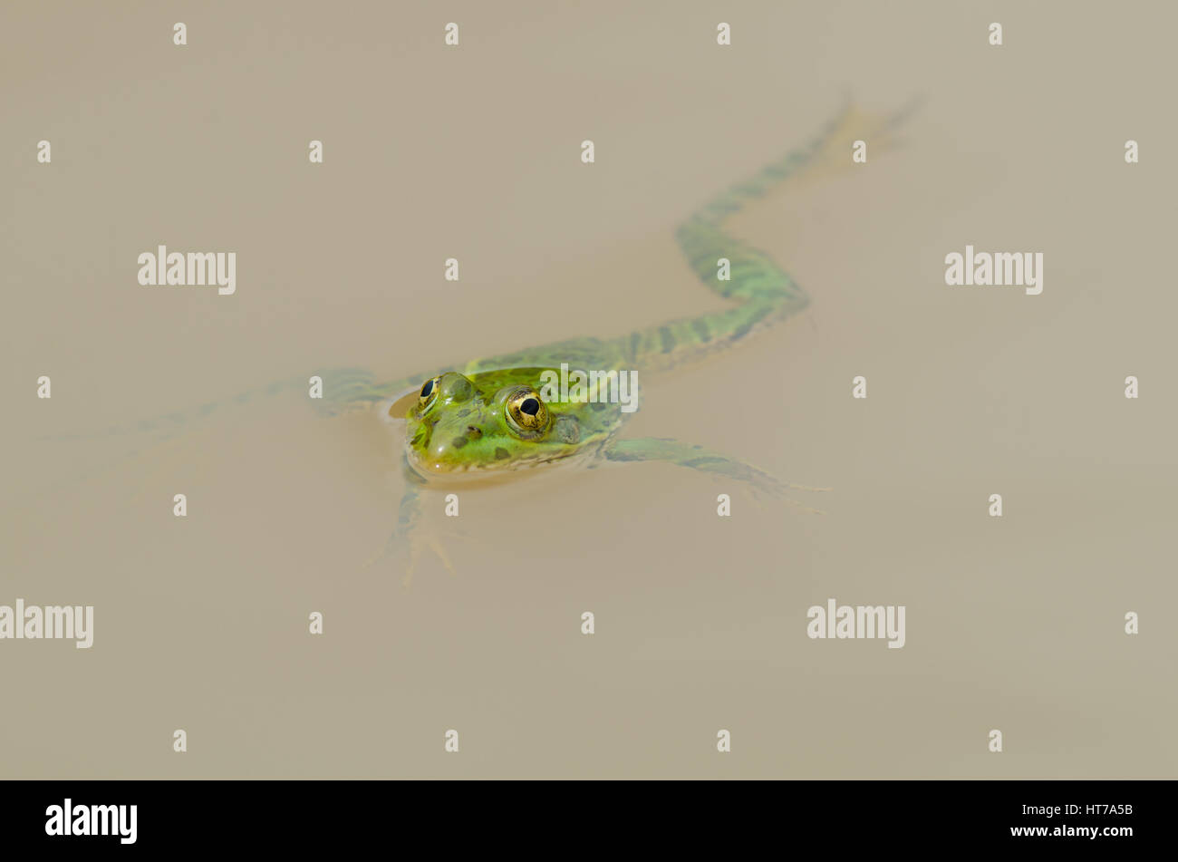 Chiricahua Leopard Frog, Huachuca Mountains, Arizona, USA Stock Photo ...