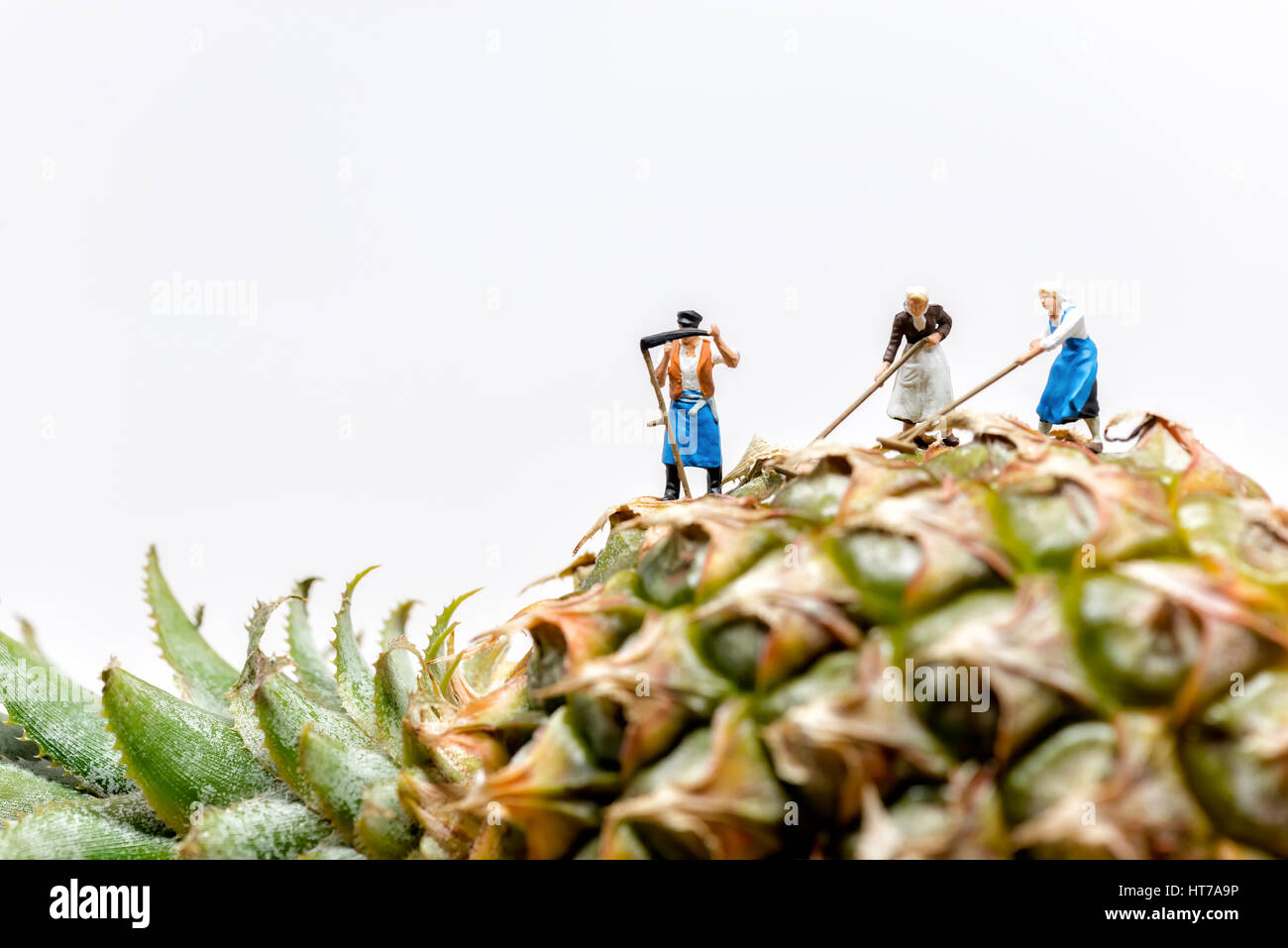 Pineapple plantations hi-res stock photography and images - Alamy