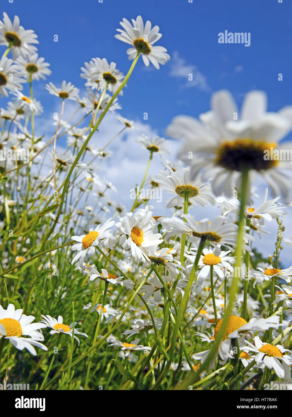 Daisy and a blue sky Stock Photo - Alamy