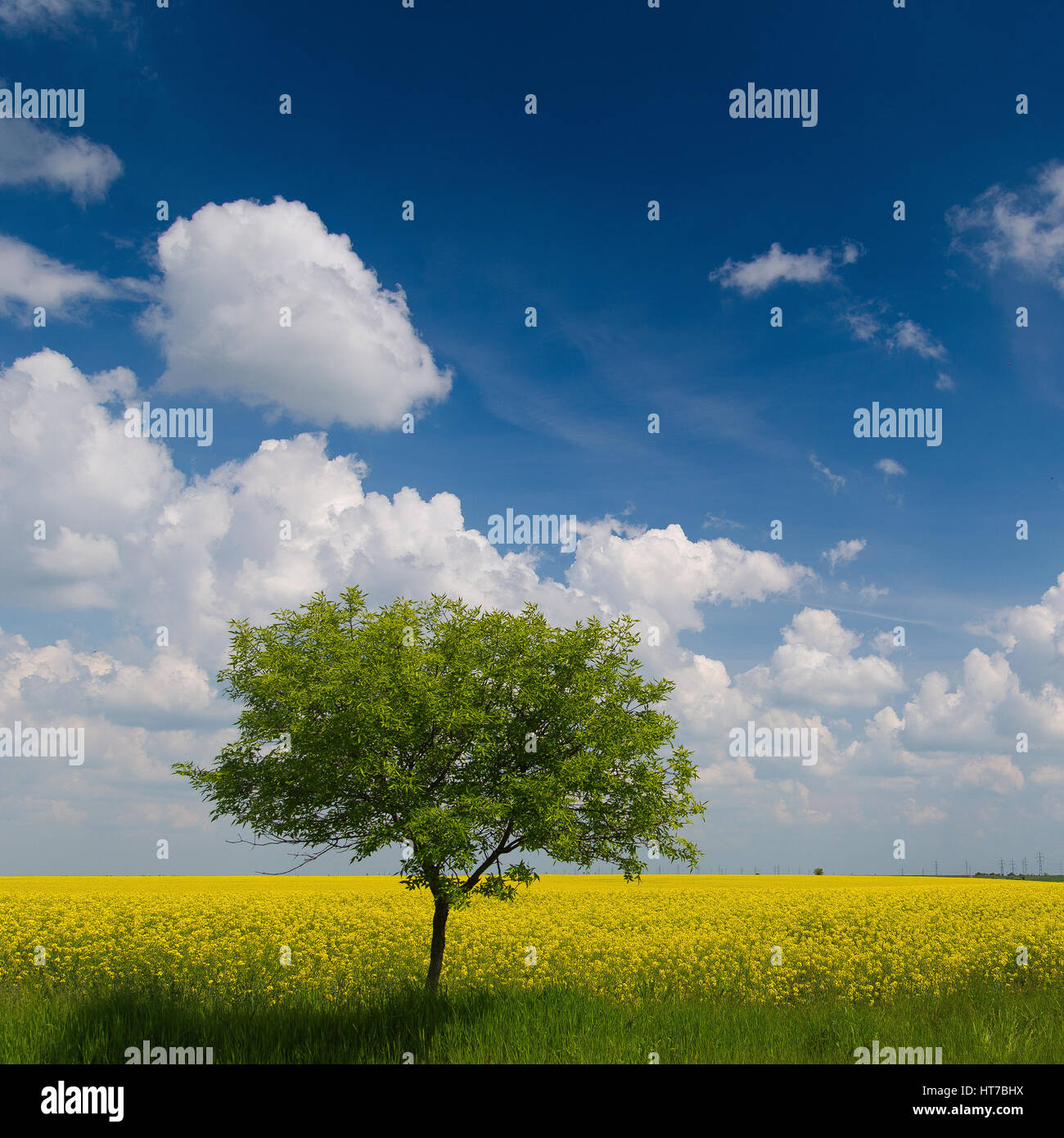 Springtime scenic of a tree in a rapeseed field Stock Photo - Alamy