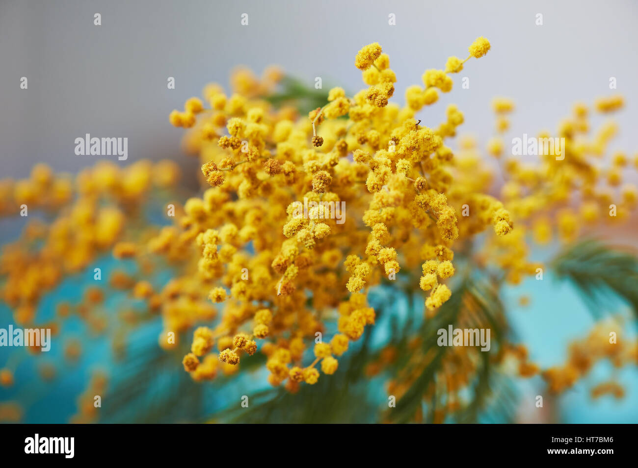 Mimosa, a symbol of women's day and the awakening of spring. On ...