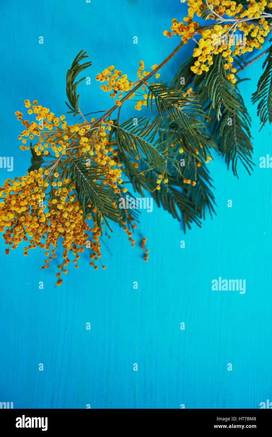 Mimosa, a symbol of women's day and the awakening of spring. On ...