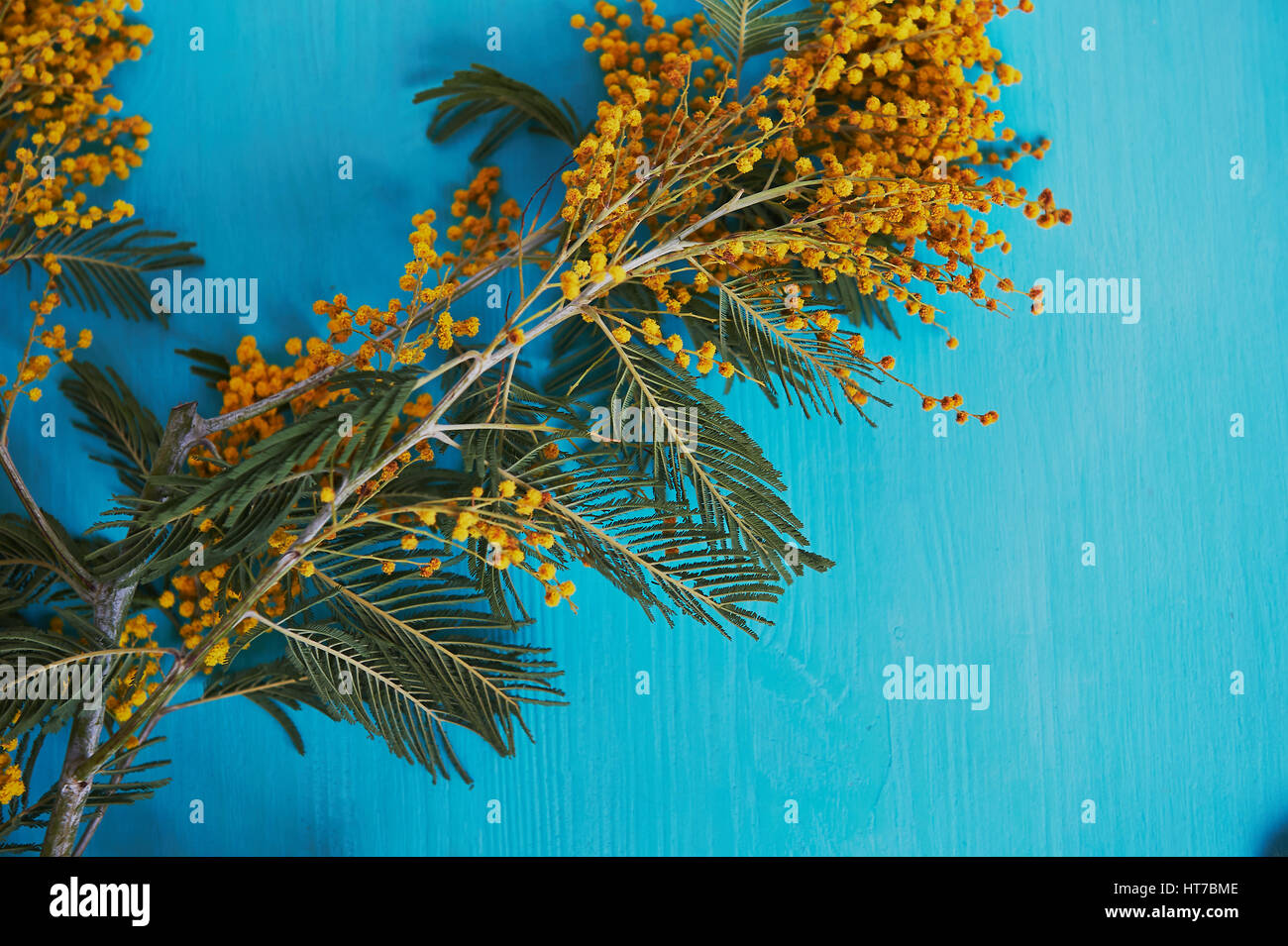 Mimosa, a symbol of women's day and the awakening of spring. On ...