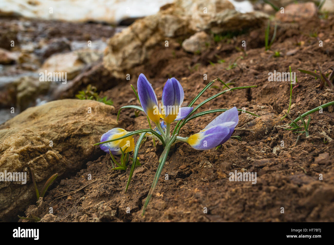 Fower yellow flowers hi-res stock photography and images - Alamy