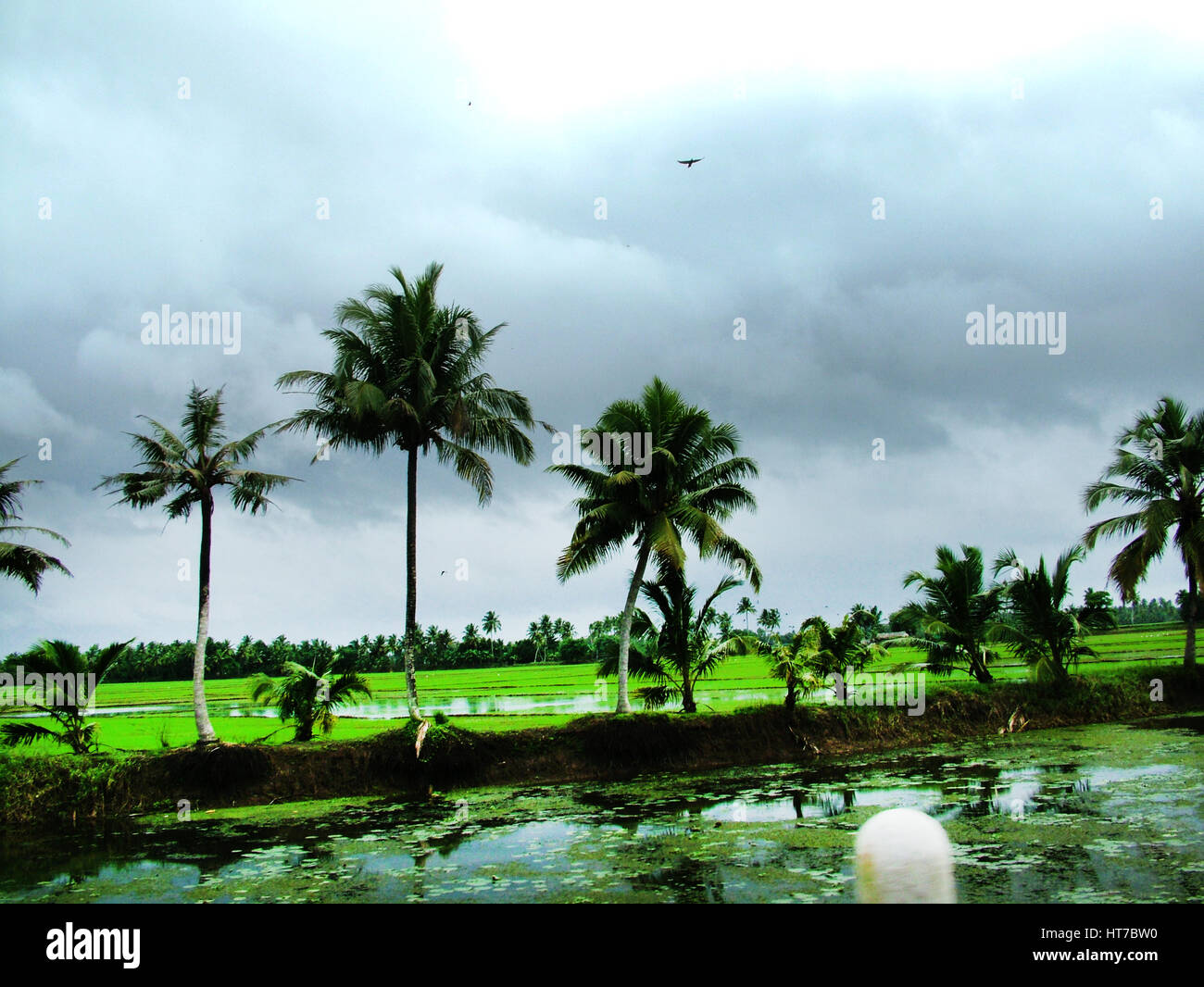 Beautiful Kerala landscape Backwaters God's Own Country, view with ...