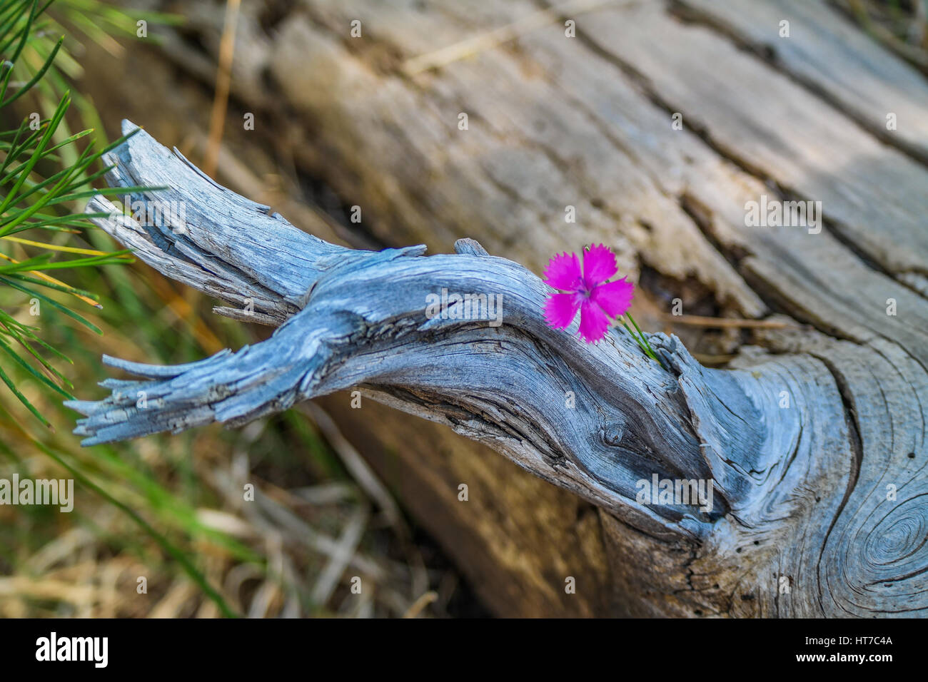 small pink rural flower on chopped dead tree Stock Photo - Alamy