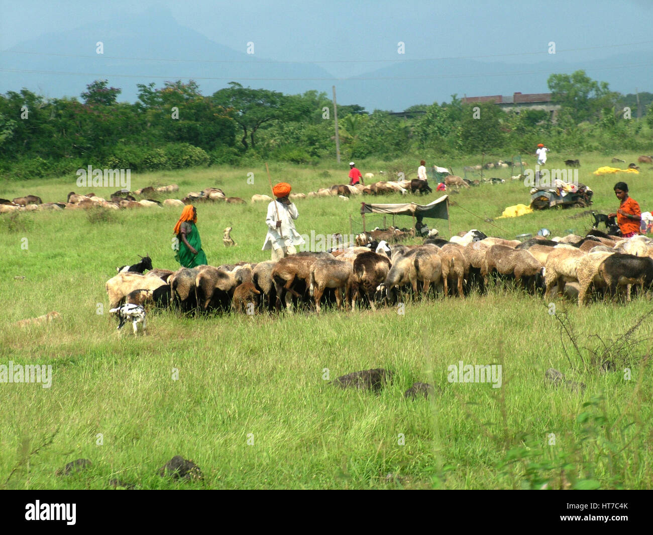Moving sheep hi-res stock photography and images - Alamy