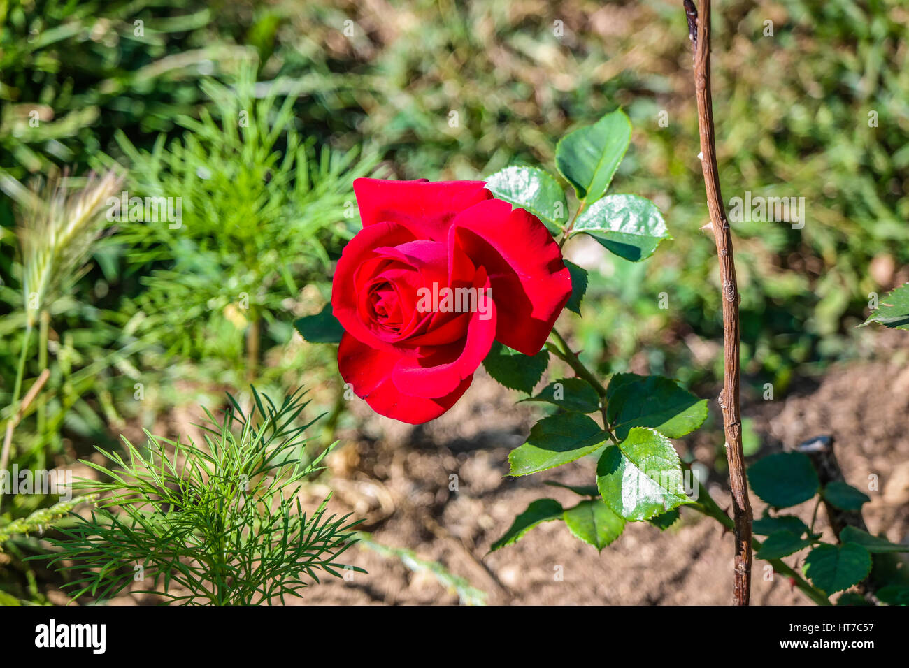red rose in the garden Stock Photo - Alamy