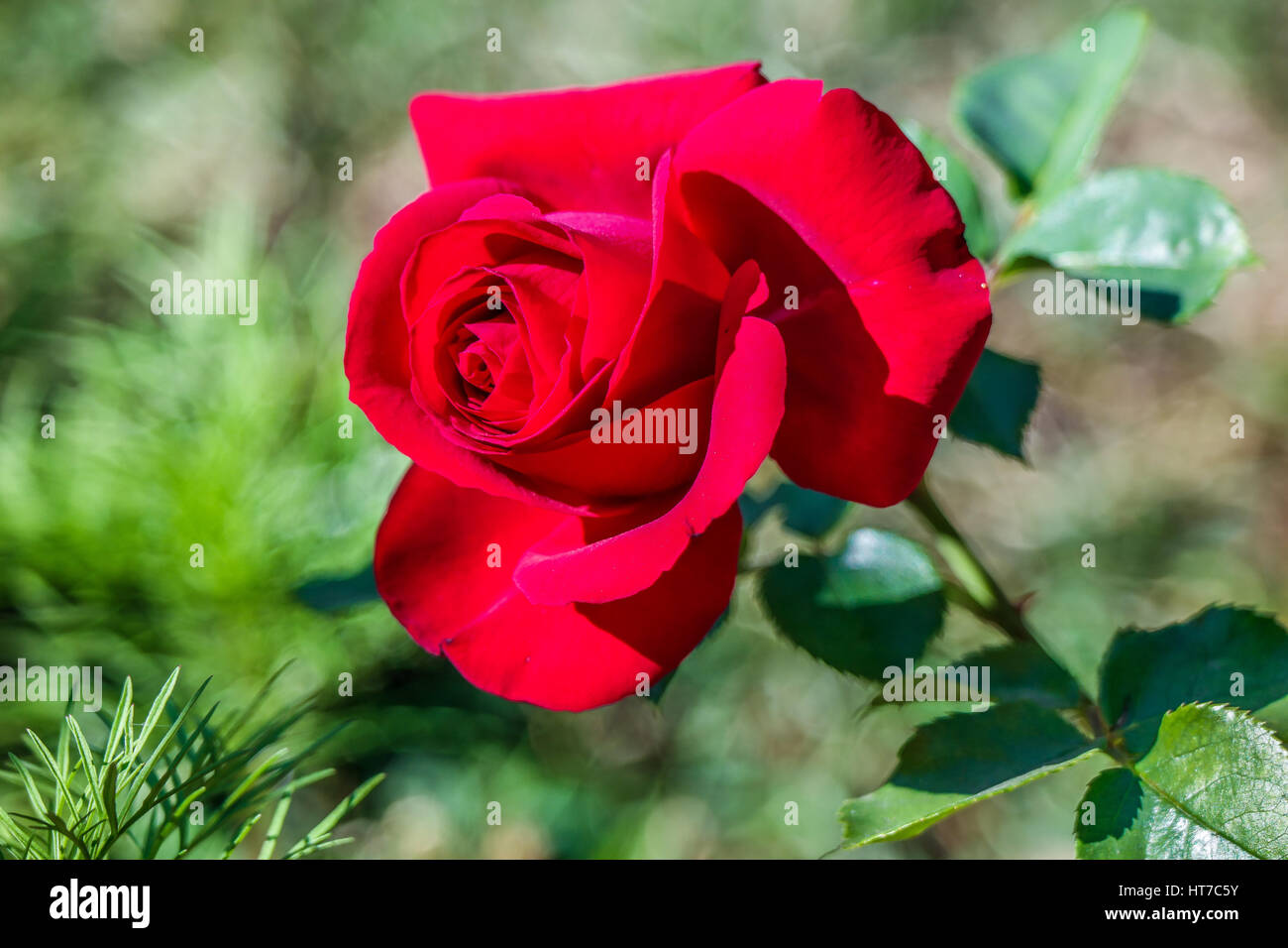 Photo Of Yellow Rose And Red Rose High Resolution Stock Photography and ...