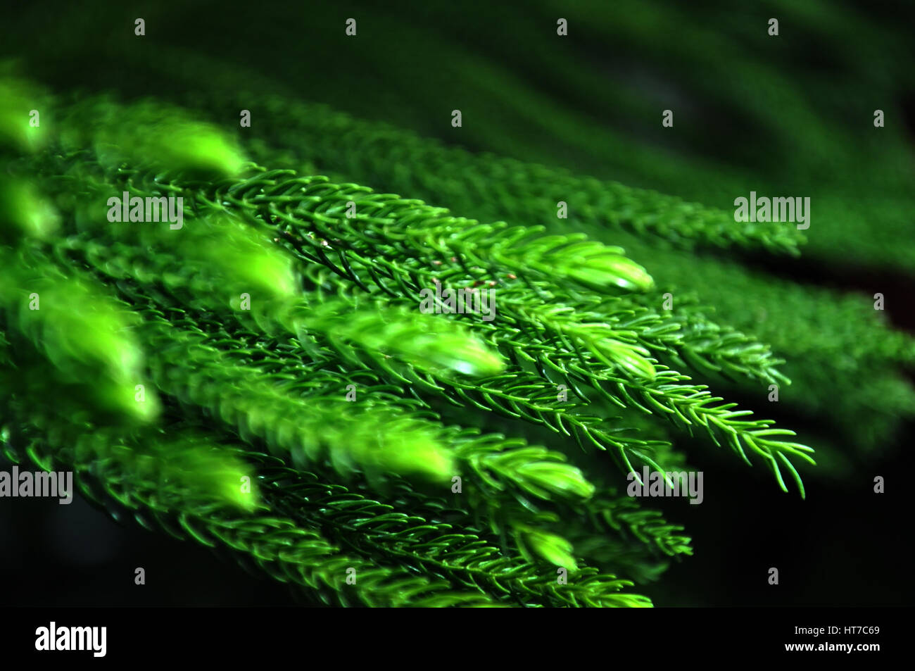 Landscape Developing, Tree outside Home, Garden, Kerala, India (Photo ...