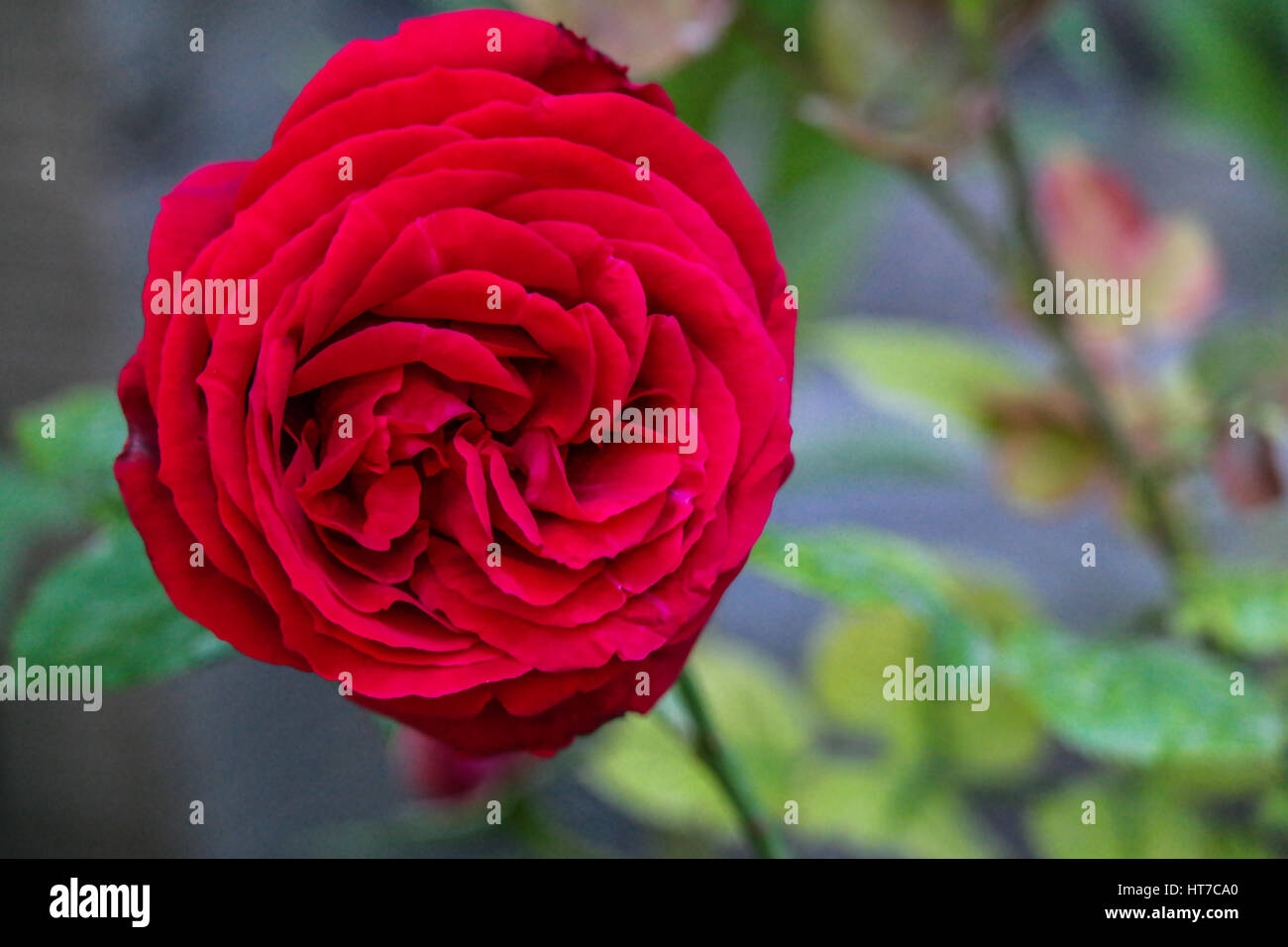 Multi layered image hi-res stock photography and images - Alamy