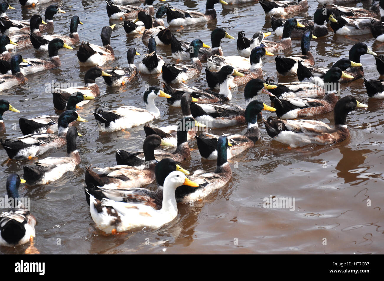 Ducks from a duck farm near Alappuzha/Alleppy in the Kerala (God's own ...