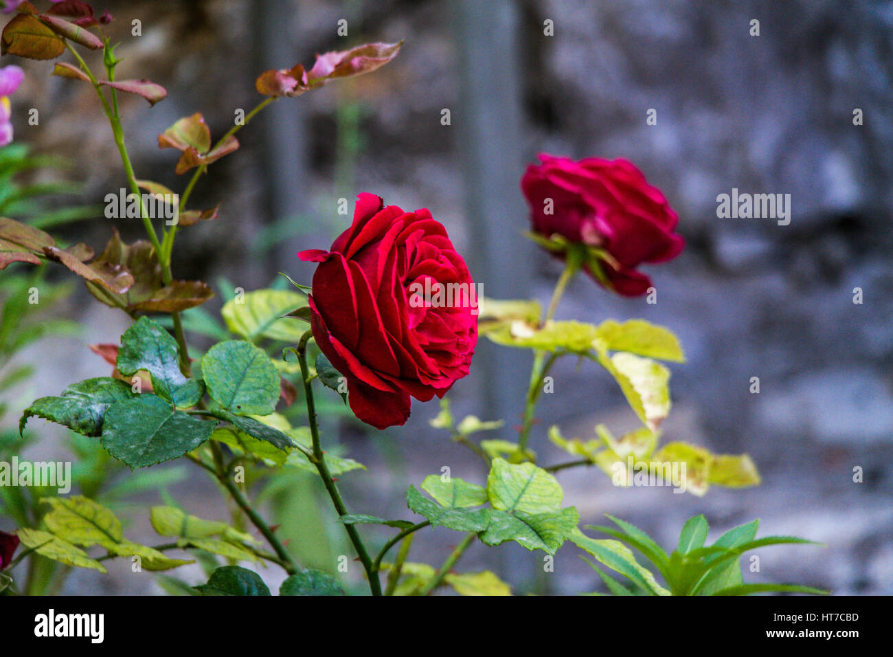 Multi layered image hi-res stock photography and images - Alamy