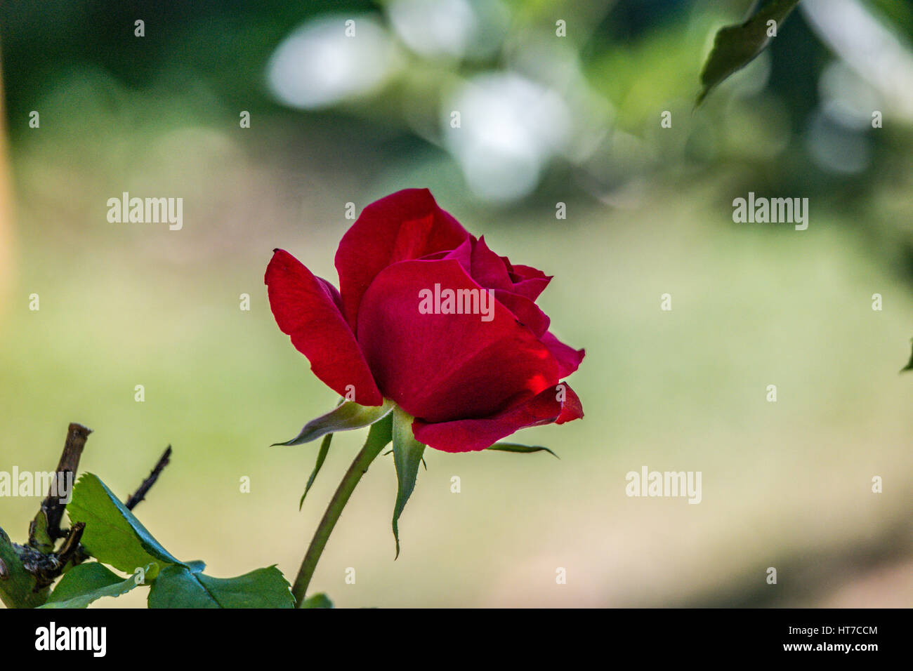 Distant flower hi-res stock photography and images - Alamy