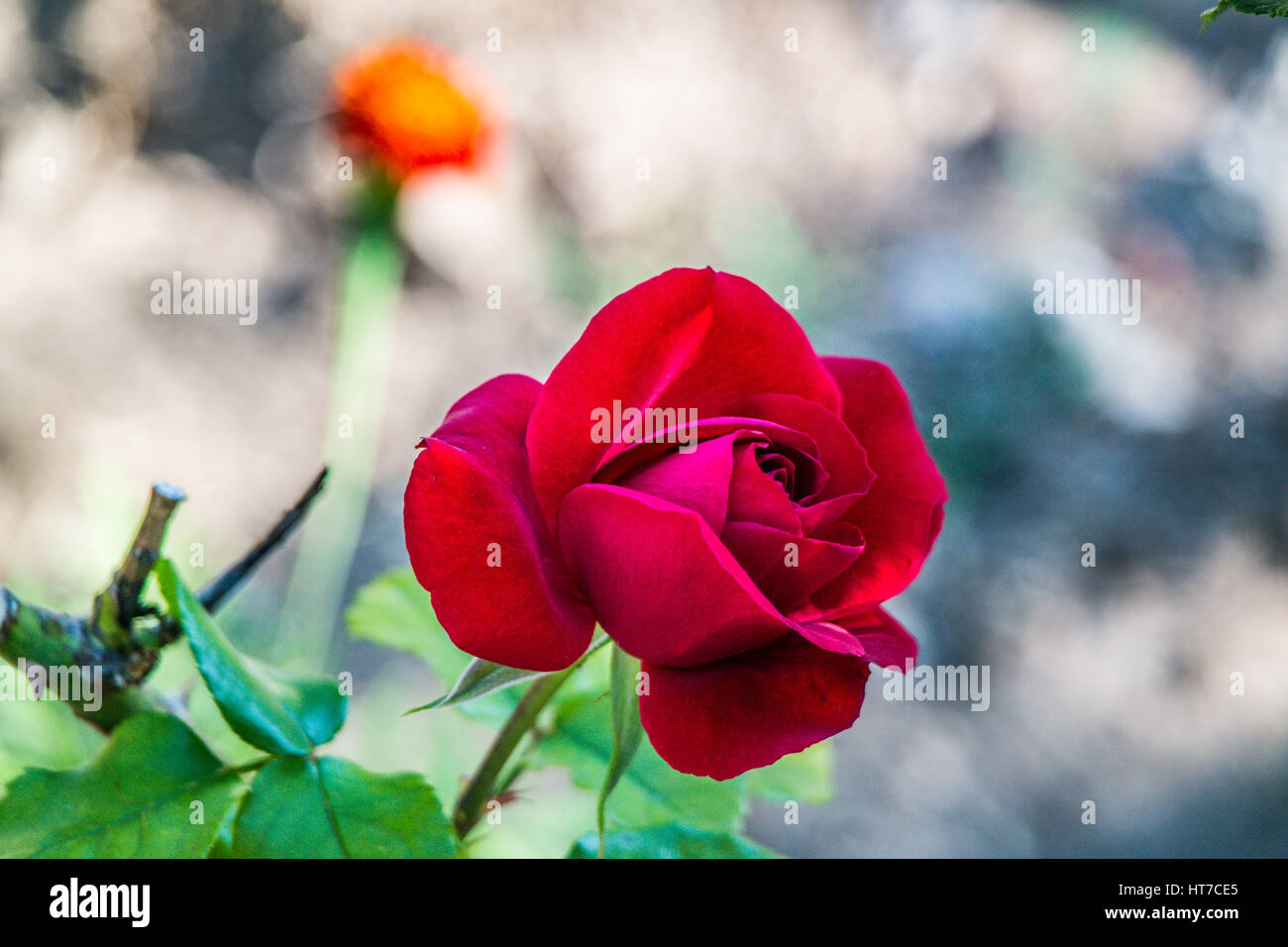 Bokes hi-res stock photography and images - Alamy