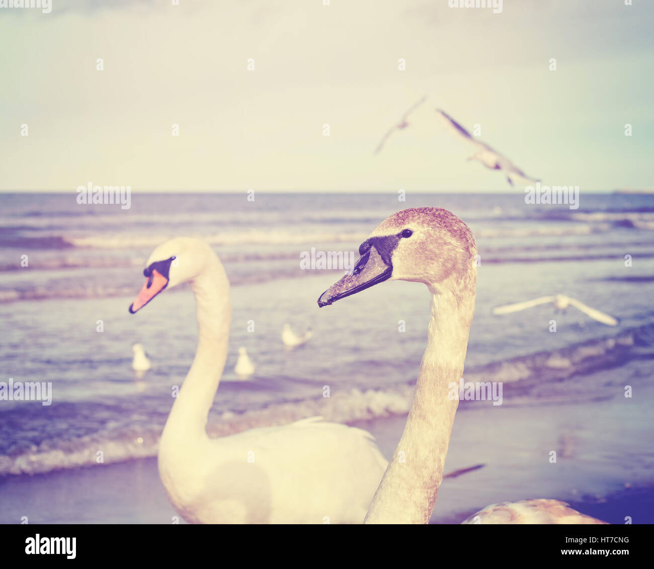 swan at sea Stock Photo - Alamy