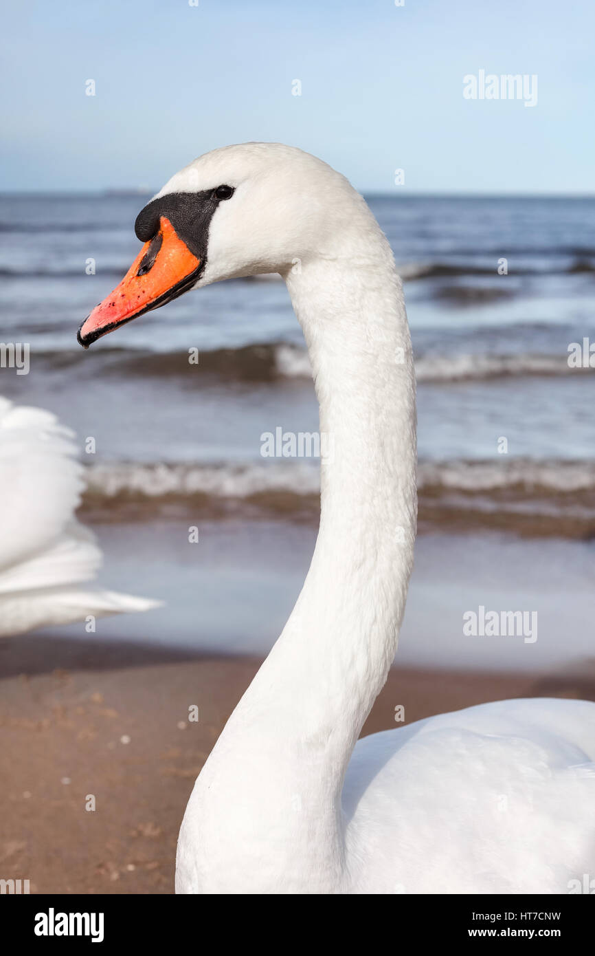 Swan beach hi-res stock photography and images - Alamy