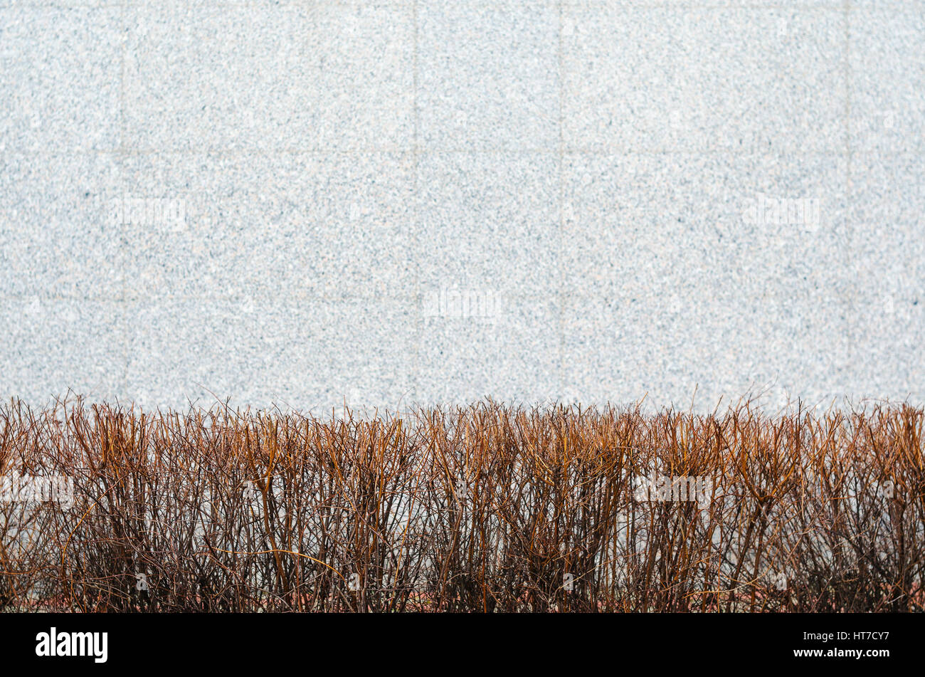 Bushes without leaves against gray granite wall. Outdoor background ...