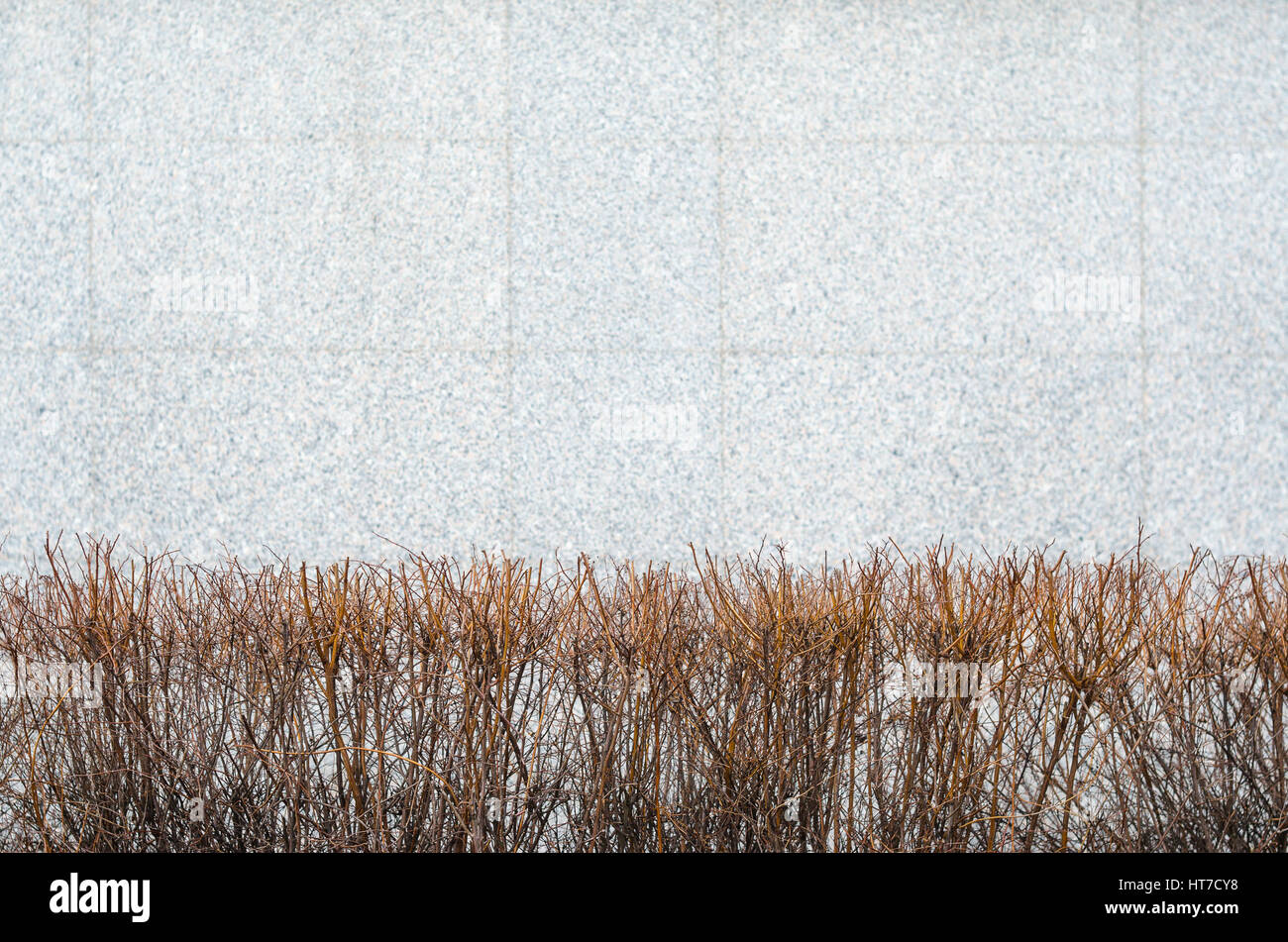 Bushes without leaves against gray granite wall. Outdoor background ...