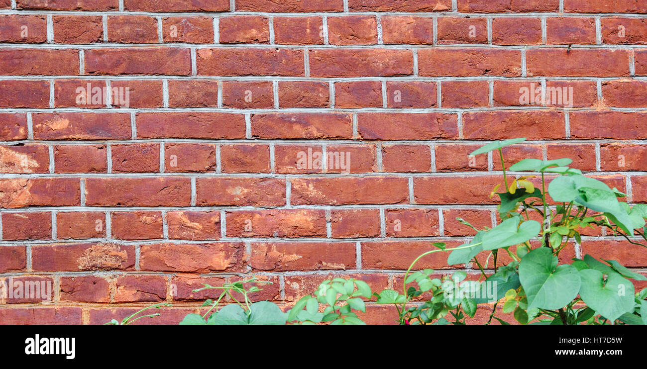 Old brick wall behind the green plants. Red brick wall texture Stock ...