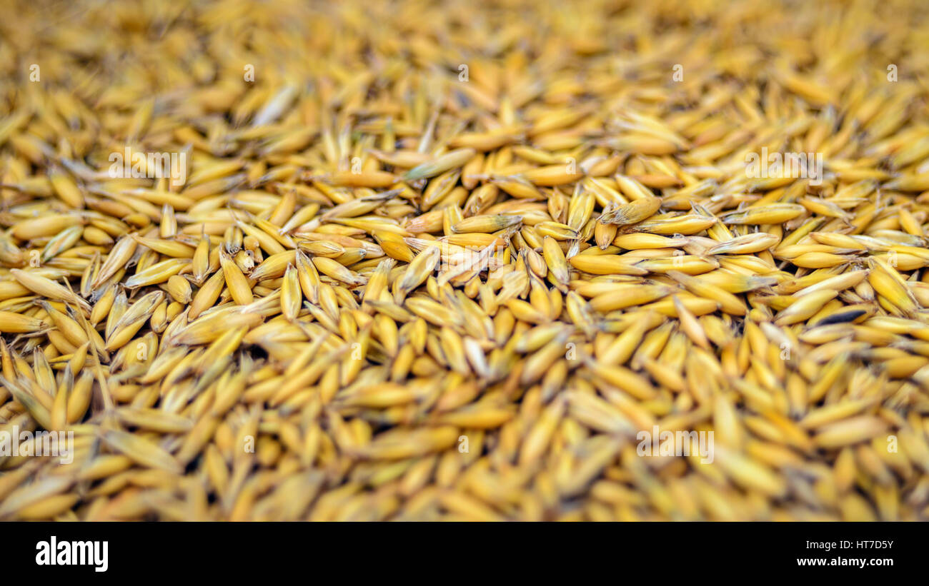 Texture of scattered grains of oats extreme shallow depth of field ...
