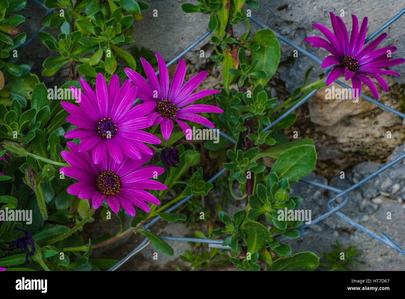 purple rural flowers behind the fences Stock Photo - Alamy