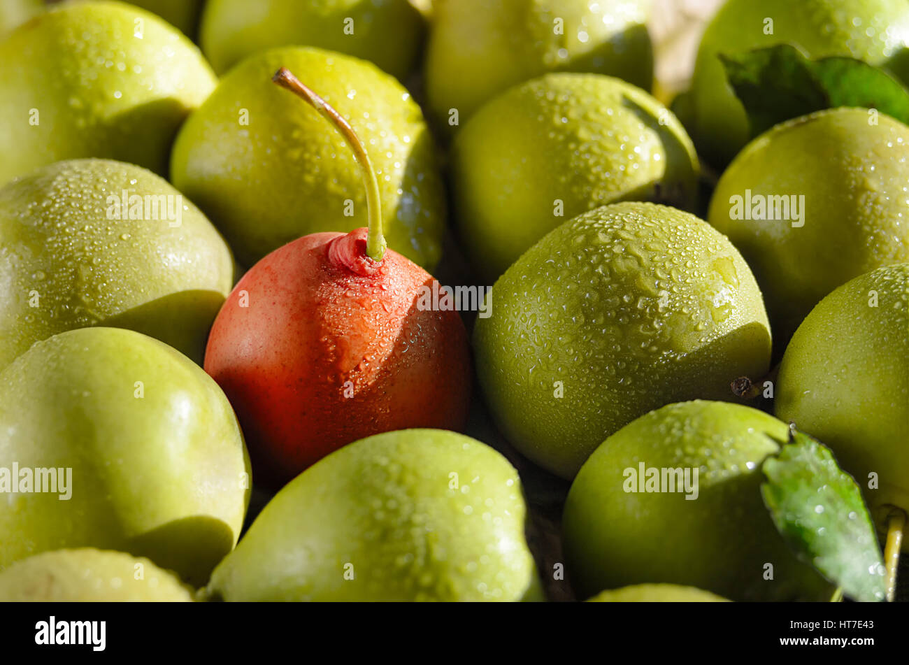 Juicy green pears with water drops on crumpled craft paper. Alone red ...