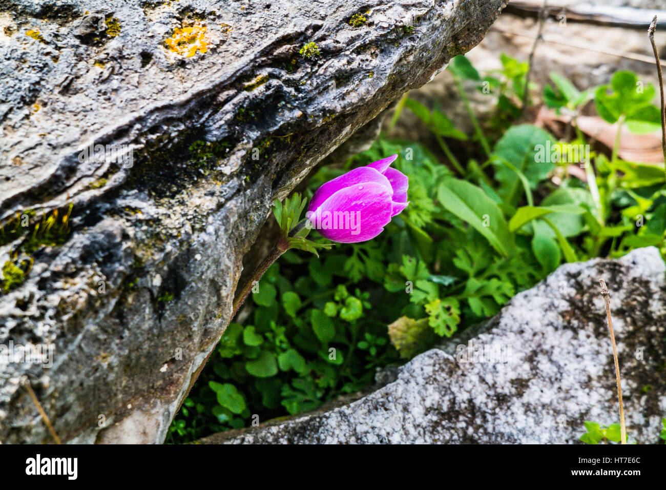 Rock garden tulip hi-res stock photography and images - Alamy