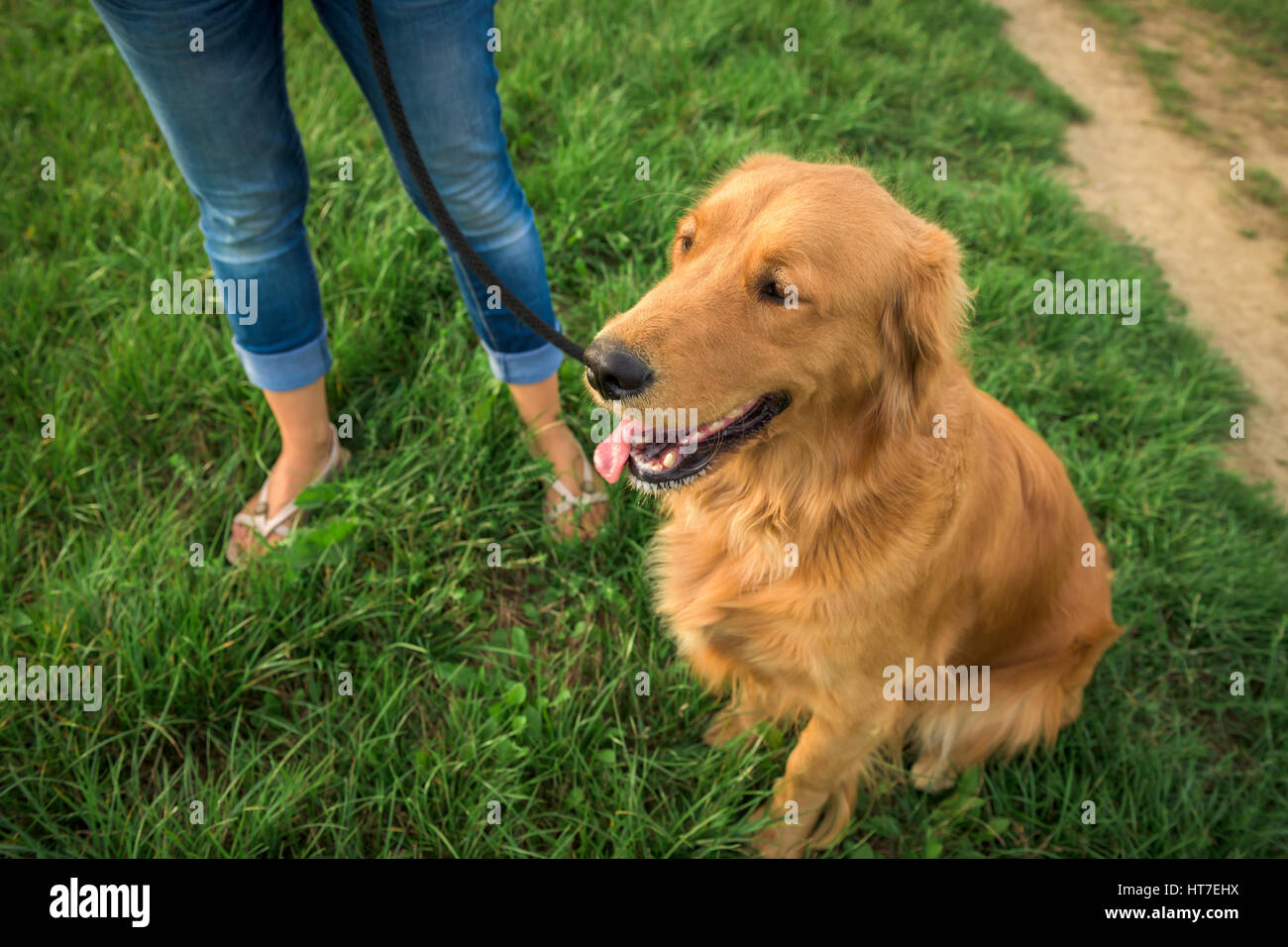 Golden retriever with her owner Stock Photo - Alamy