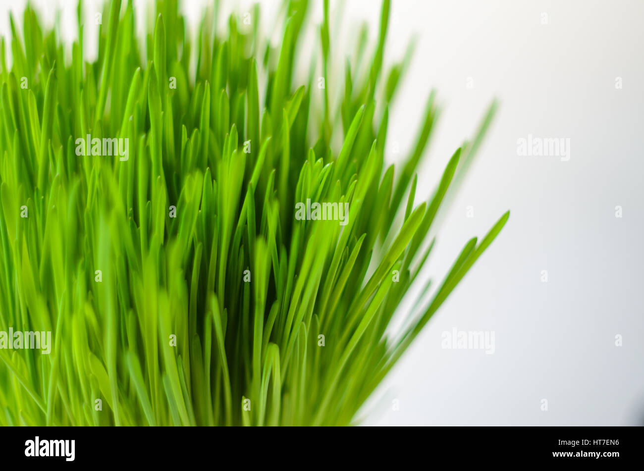 Green grass bush on white background. Macro shoot Stock Photo - Alamy