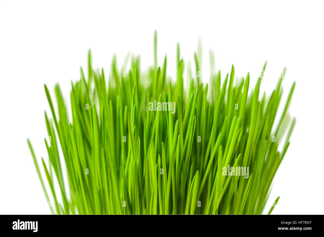 Green grass bush isolated on white background Stock Photo - Alamy