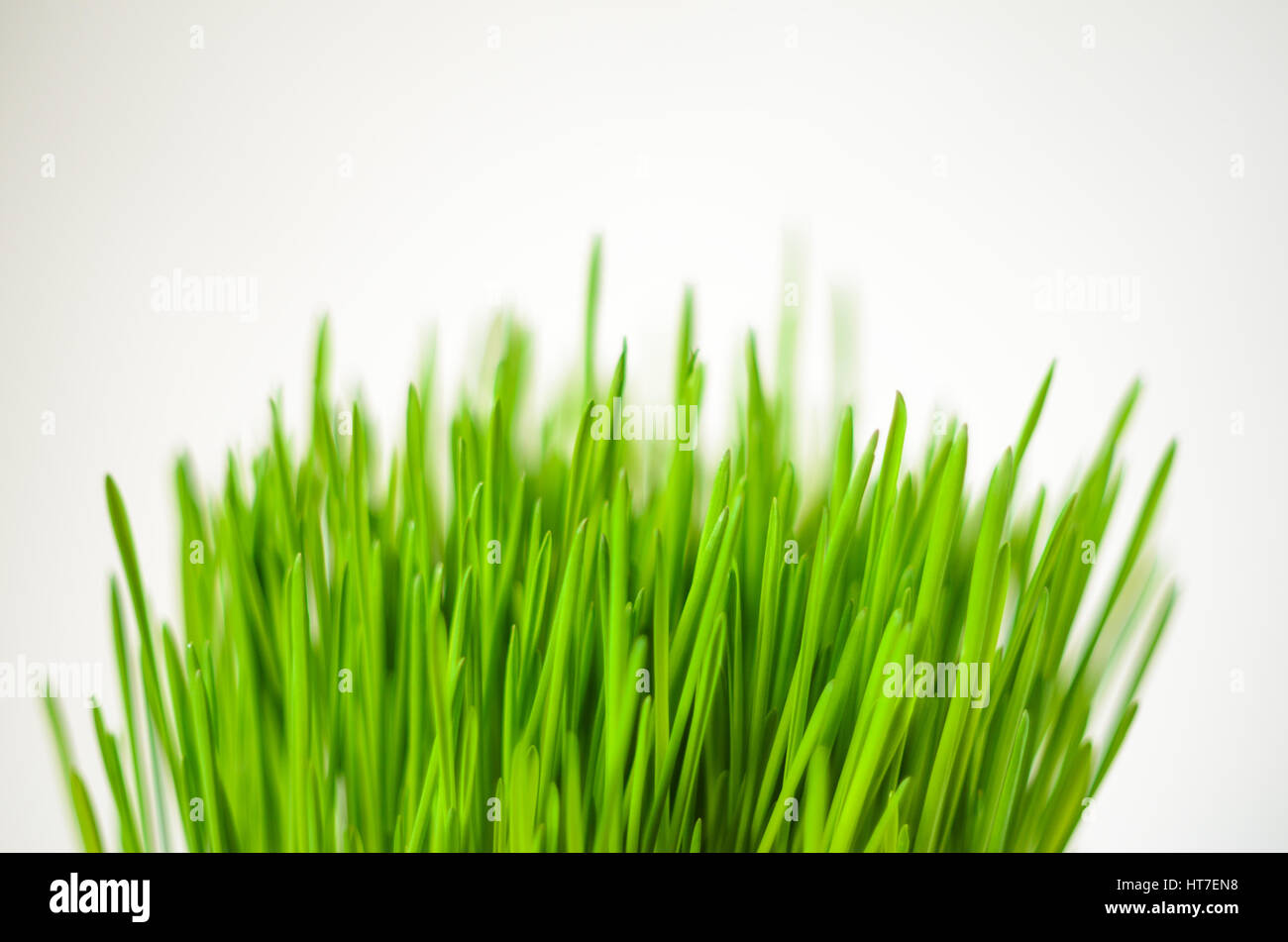 Green grass bush isolated on white background Stock Photo - Alamy