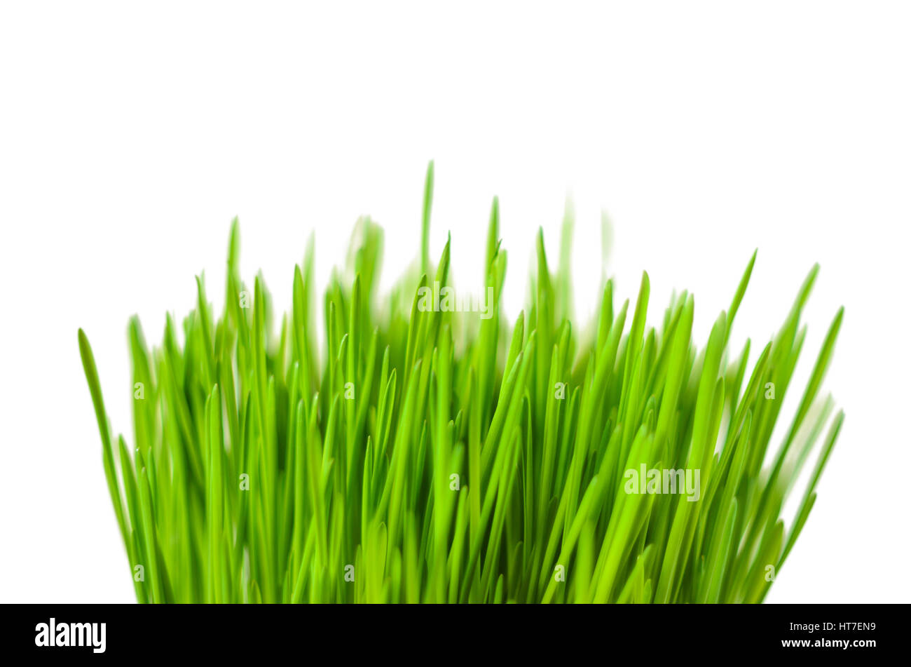 Green grass bush isolated on white background Stock Photo - Alamy