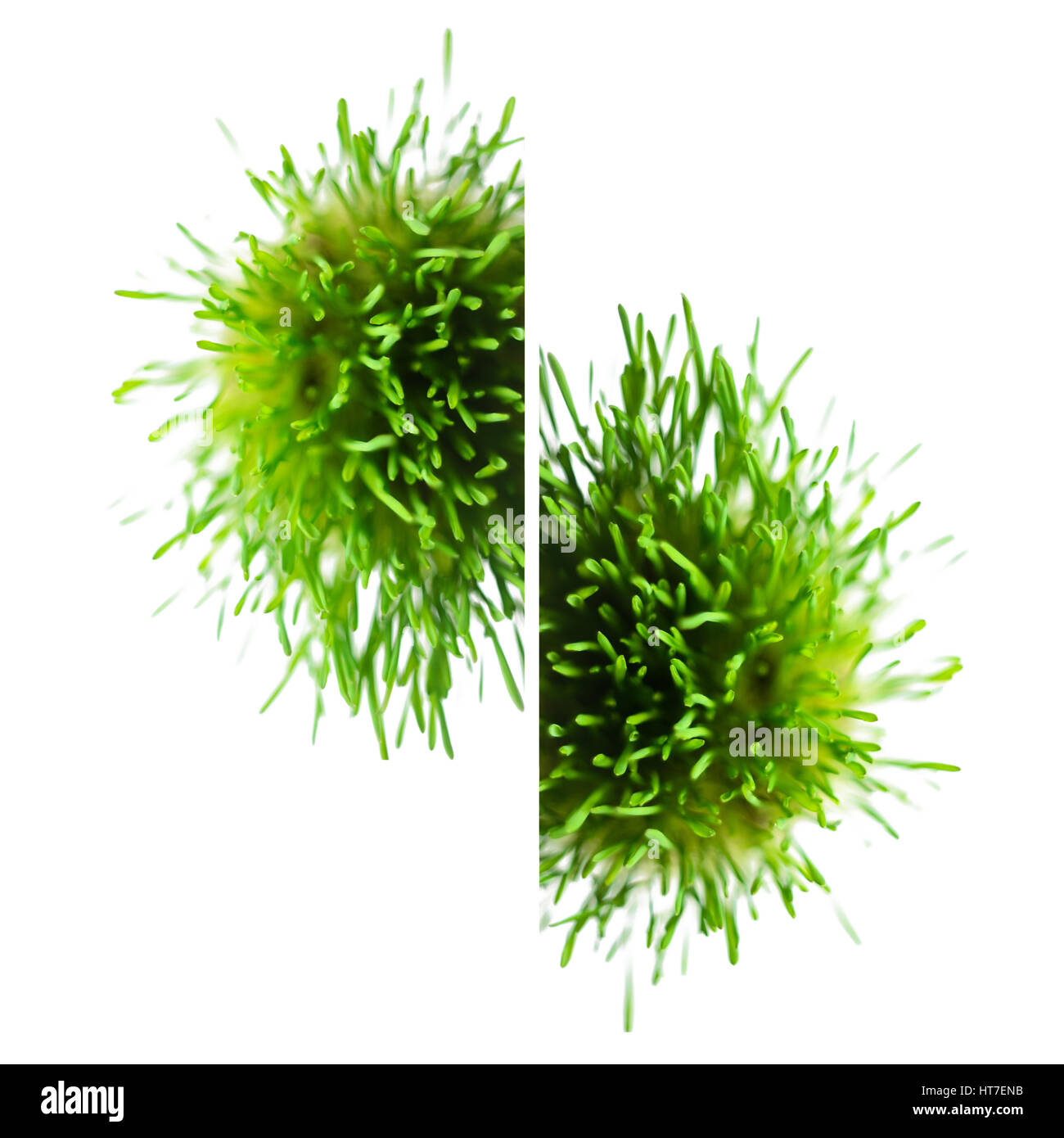 Collage of two halves Green grass bushes isolated on white background ...