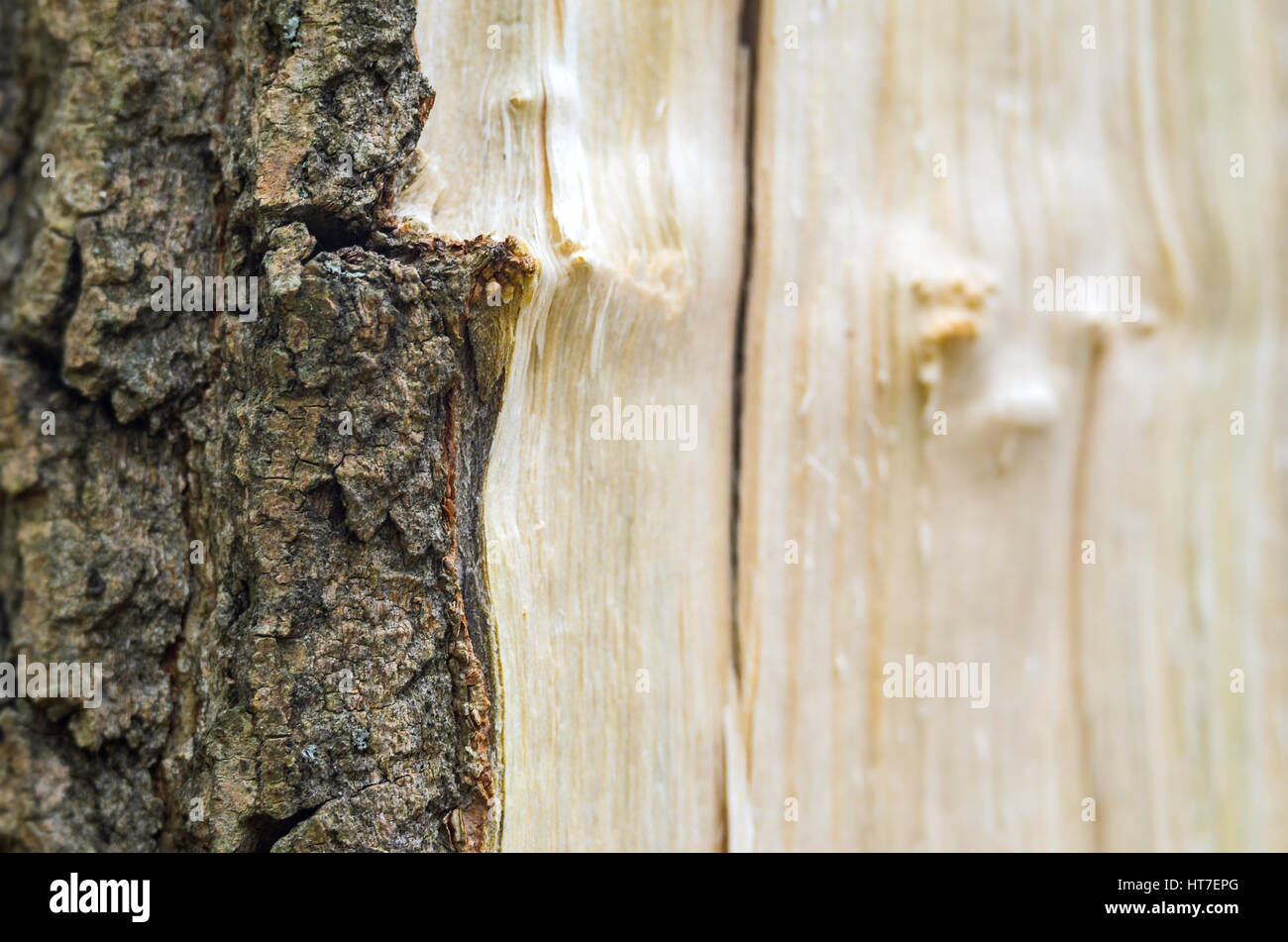 Splintertree close-up wooden texture. Natural background pattern Stock ...