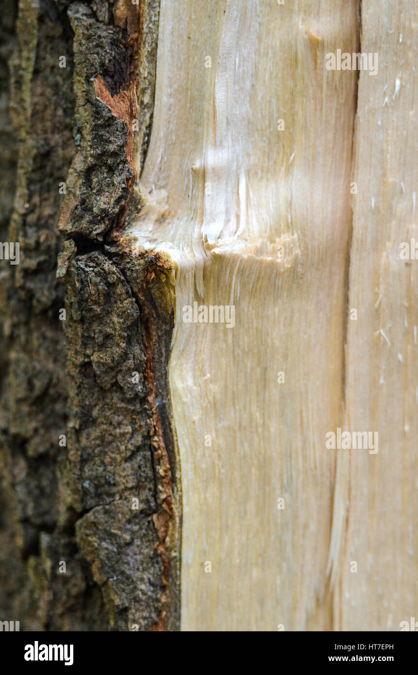 Splintertree close-up wooden texture. Natural background pattern Stock ...