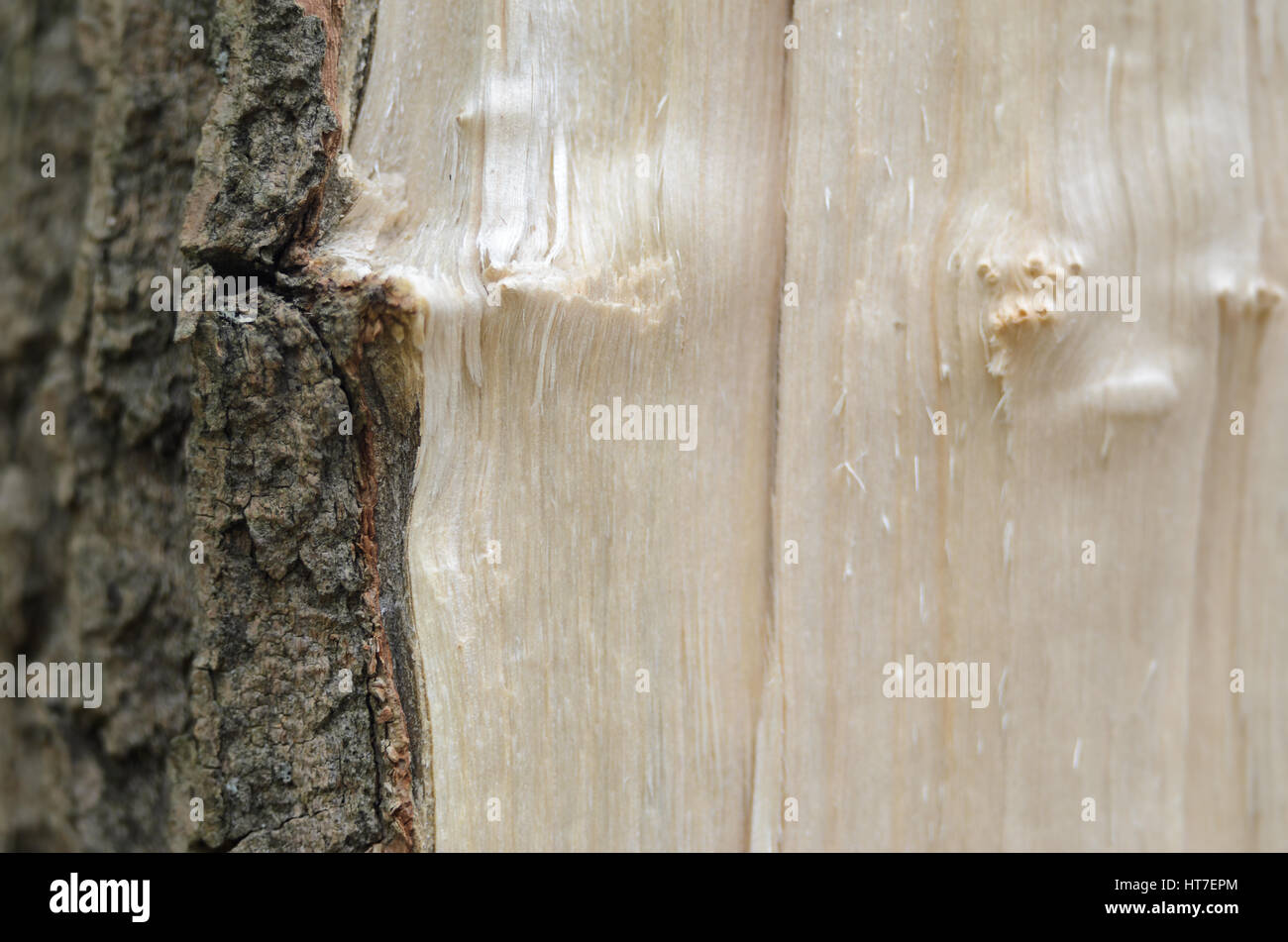 Splintertree close-up wooden texture. Natural background pattern Stock ...