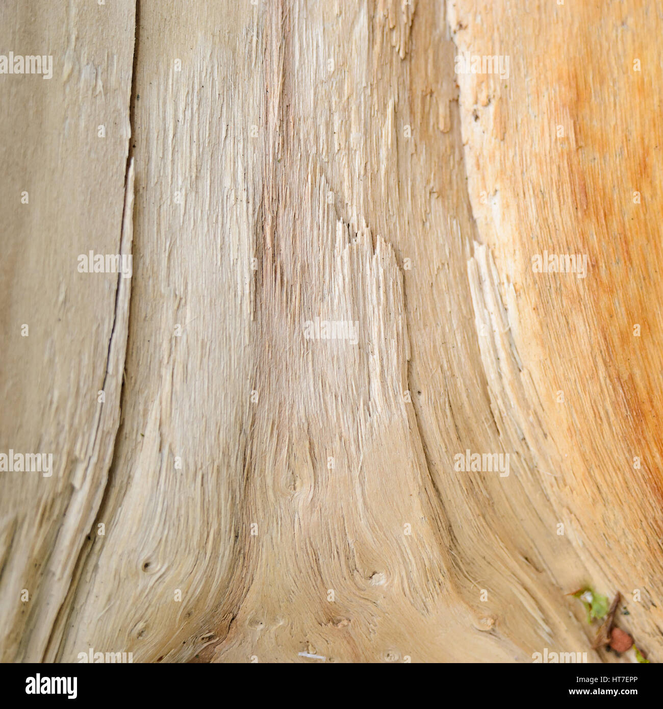 Splintertree close-up wooden texture. Natural background pattern Stock ...