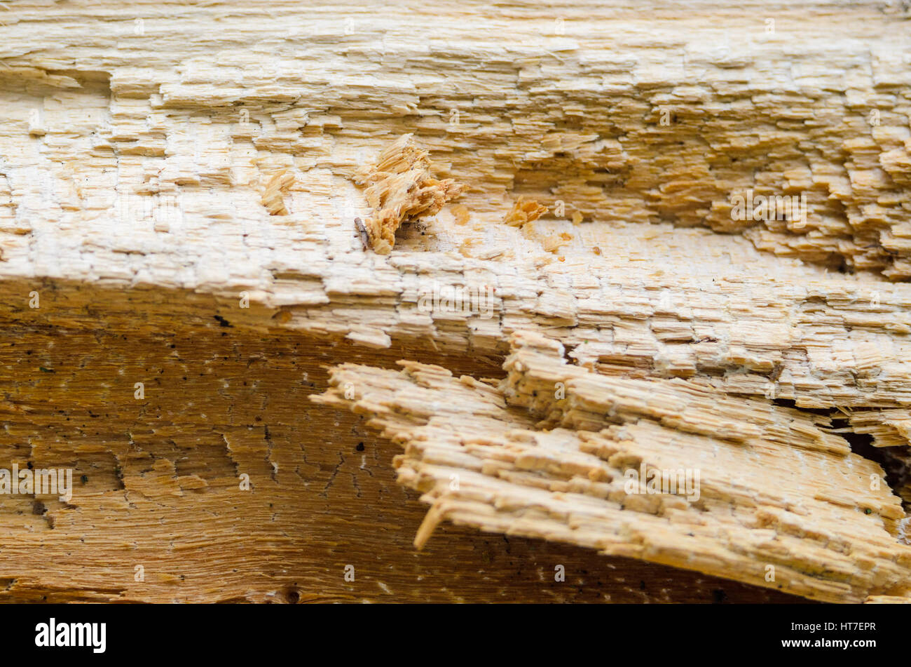 Splintertree close-up wooden texture. Natural background pattern Stock ...
