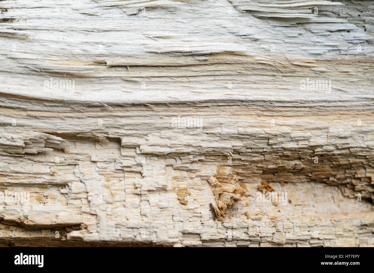 Splintertree close-up wooden texture. Natural background pattern Stock ...
