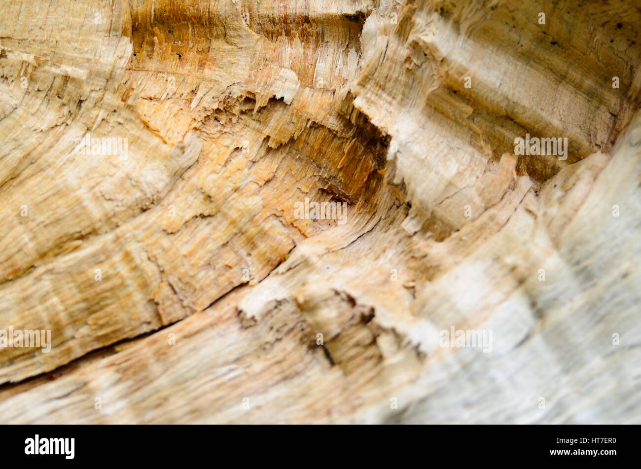 Splintertree close-up wooden texture. Natural background pattern Stock ...