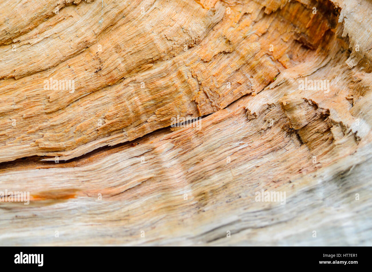 Splintertree close-up wooden texture. Natural background pattern Stock ...