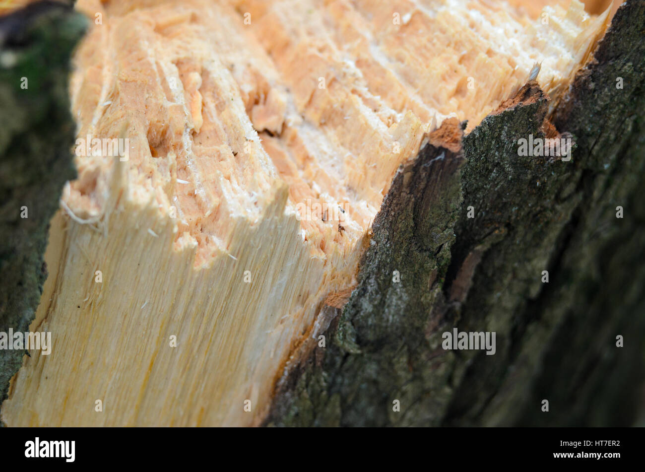 Splintertree close-up wooden texture. Natural background pattern Stock ...