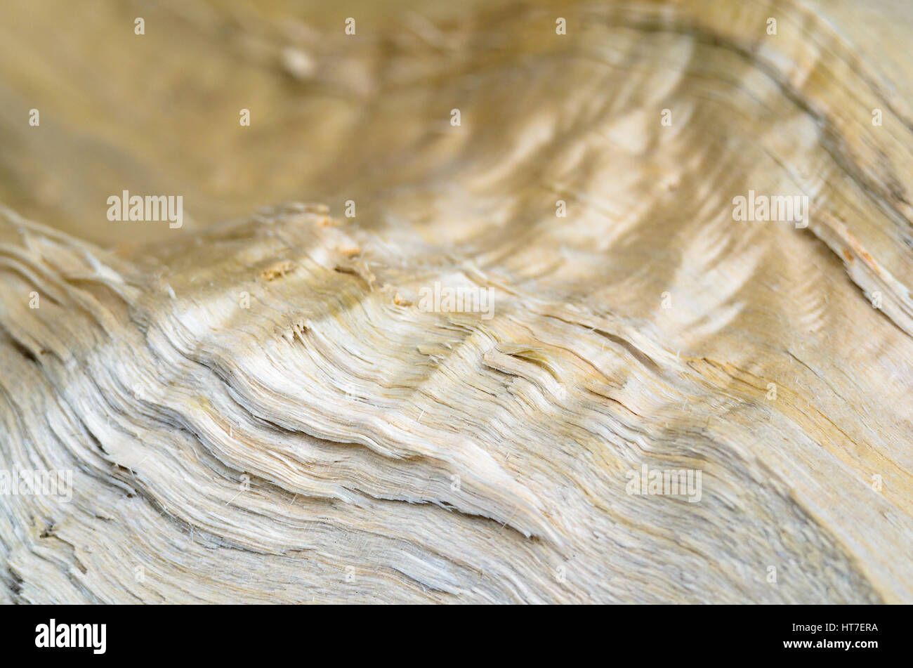 Abstract wood waves background. Splintertree close-up wooden texture ...
