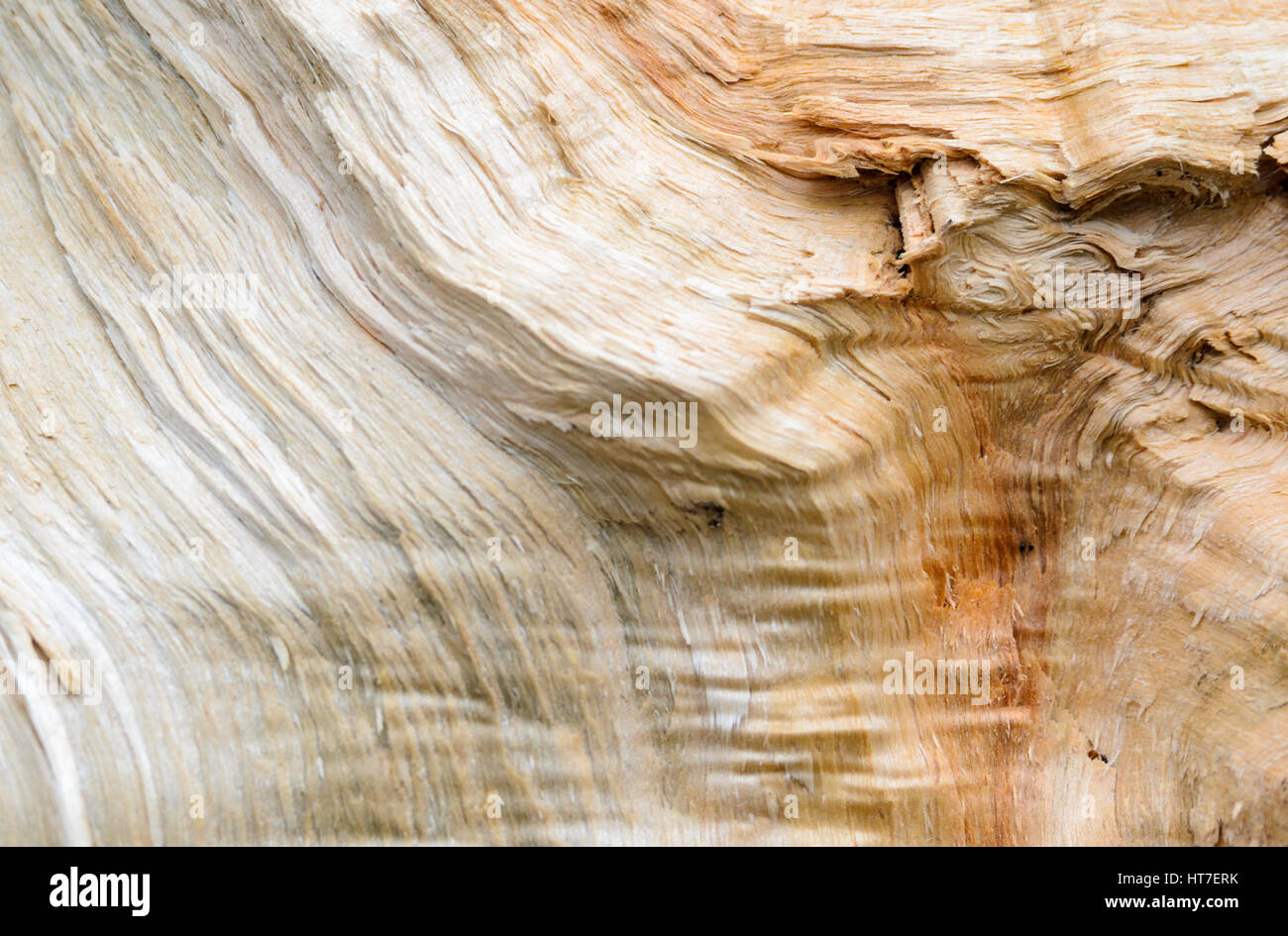 Abstract wood waves background. Splintertree close-up wooden texture ...