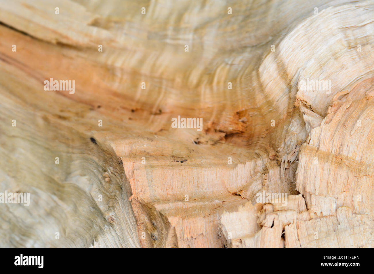 Abstract wood waves background. Splintertree close-up wooden texture ...