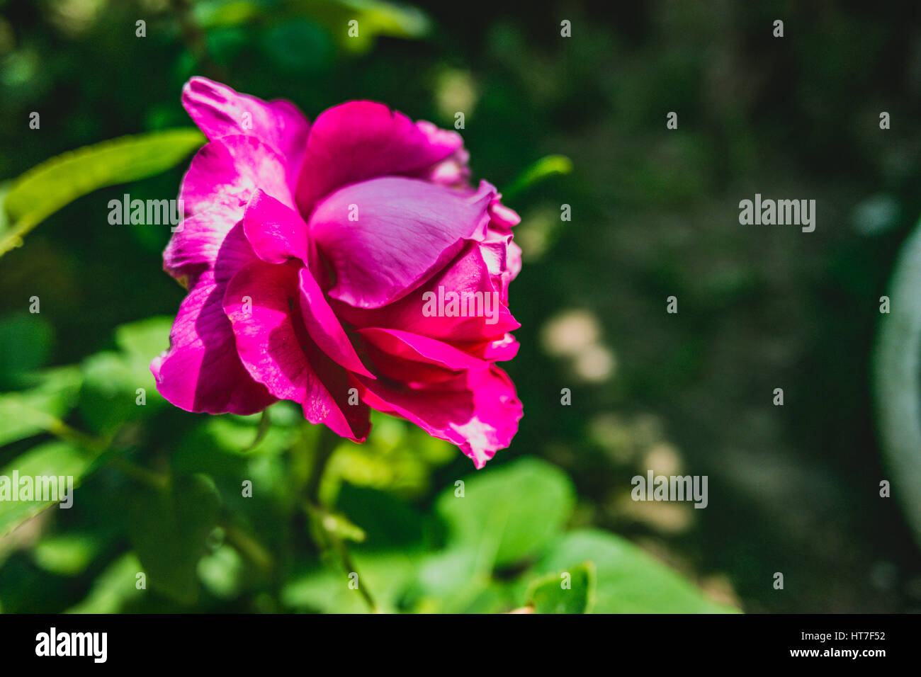 Rose side hi-res stock photography and images - Alamy