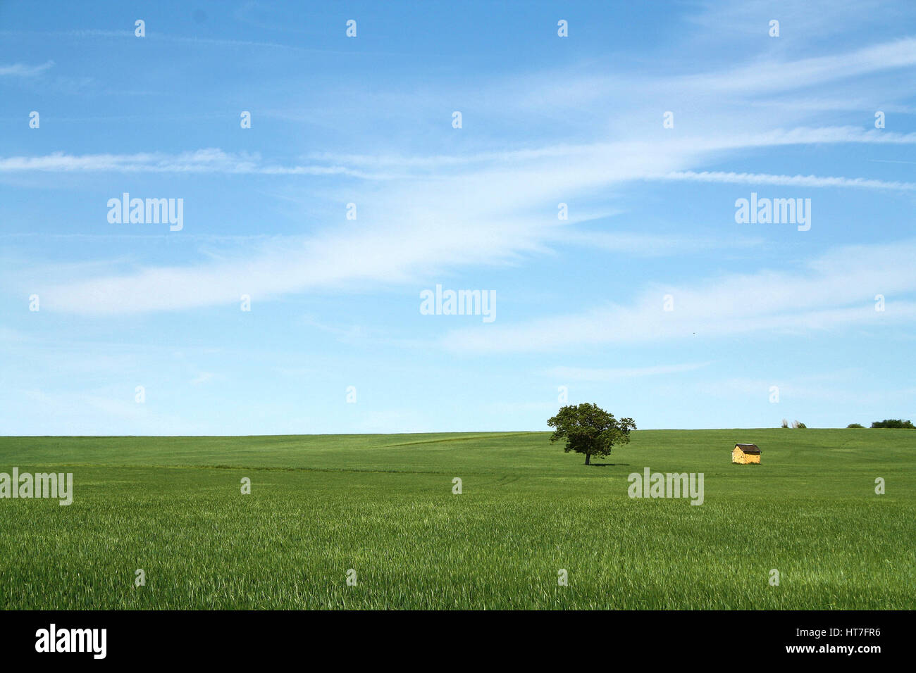 Tree in open field hi-res stock photography and images - Alamy